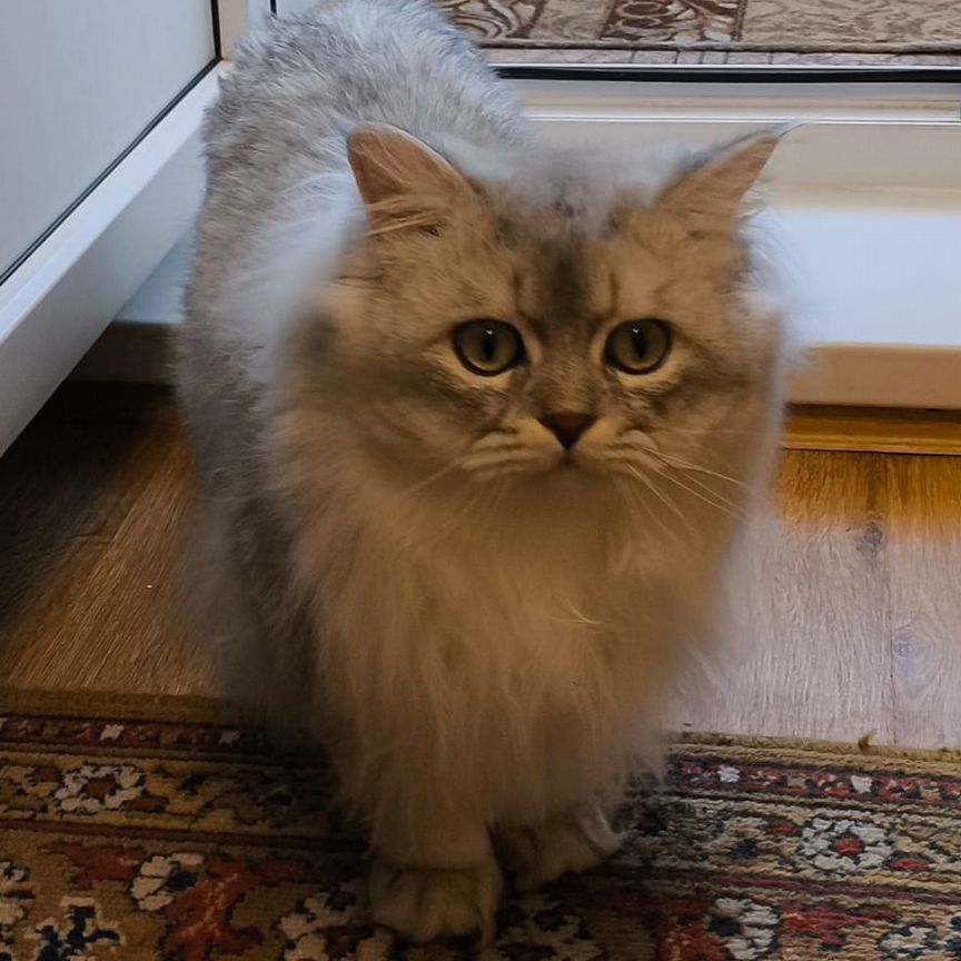 Шотландский прямоухий длинношёрстный, взрослый кот