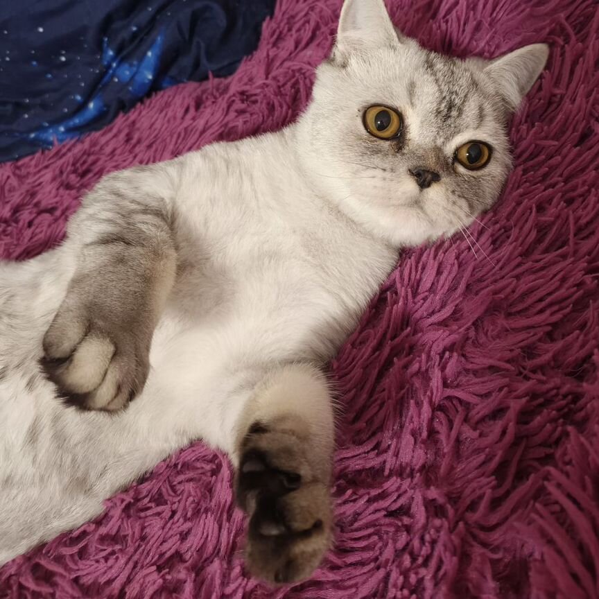 Шотландский прямоухий короткошёрстный котёнок