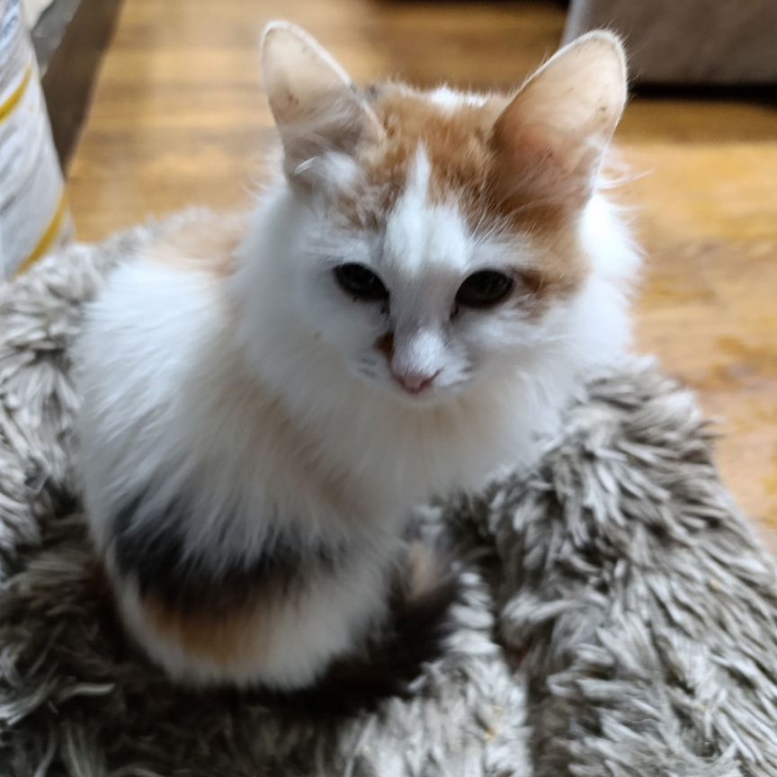 Котята и кошки в добрые руки