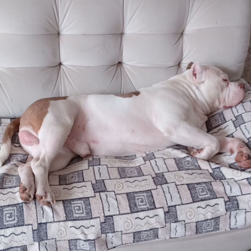 Ам. Булли вязка