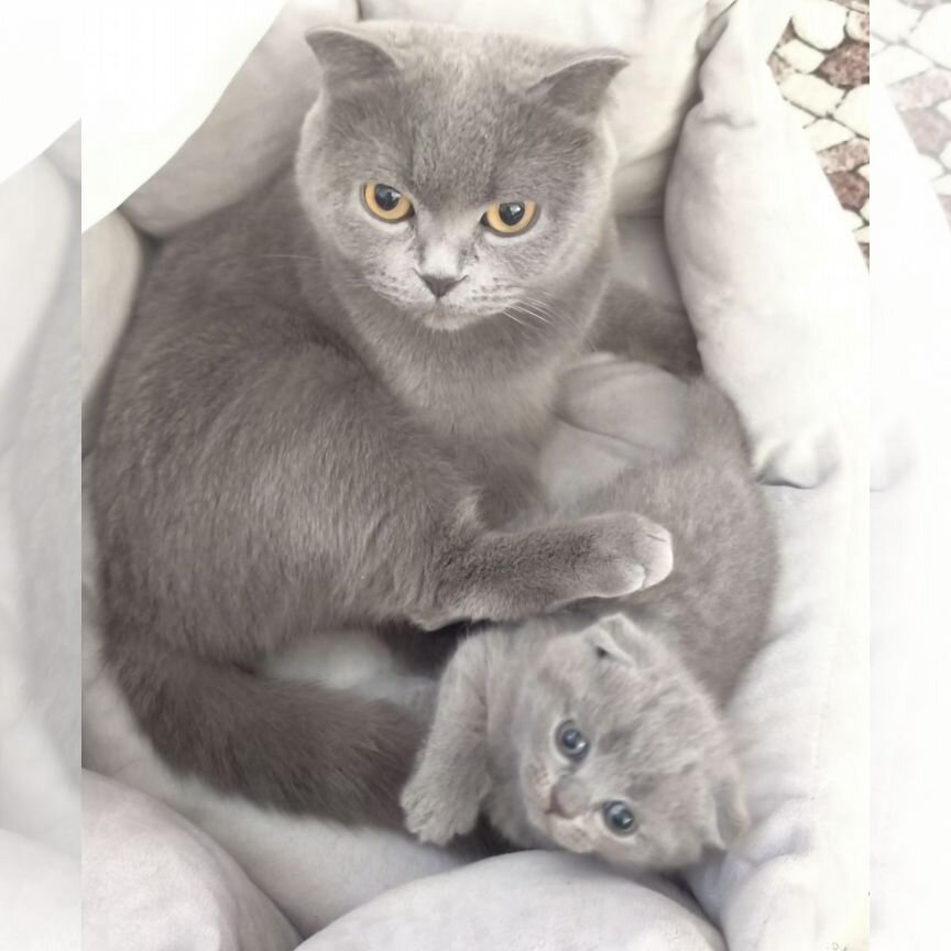 Шотландский вислоухий короткошёрстный котёнок