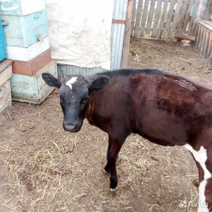 Продам двух тёлочек четырех месячные