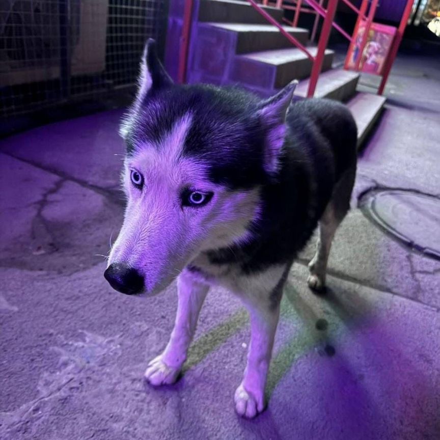 Сибирский хаски в добрые руки бесплатно