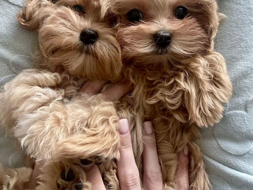 Щенки мальтипу мини