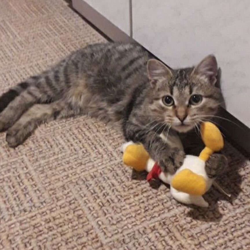 Котёнок в добрые руки