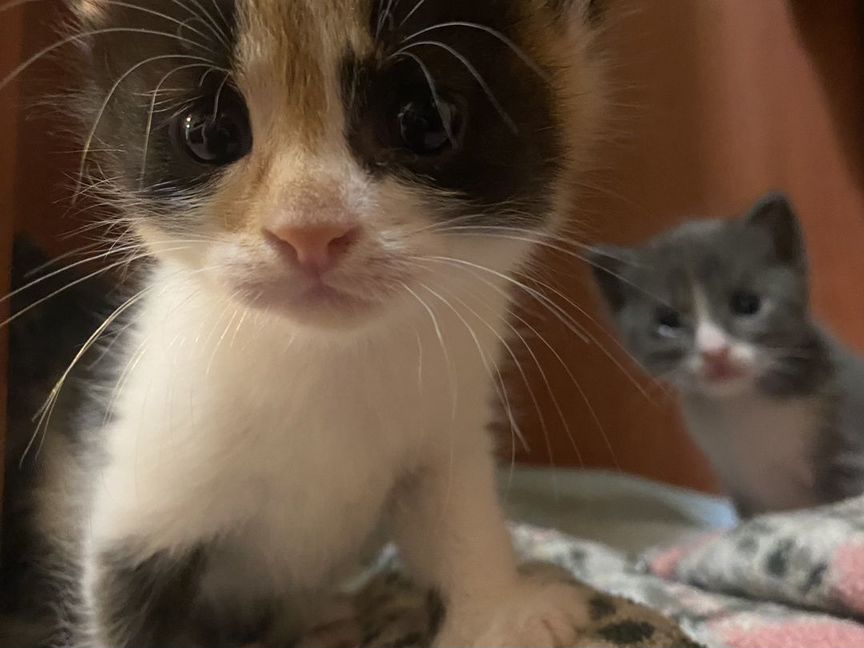 Котята в добрые руки приучены к лотку