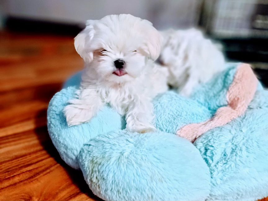 Мальтийская болонка щенки. Мальтезе РКФ