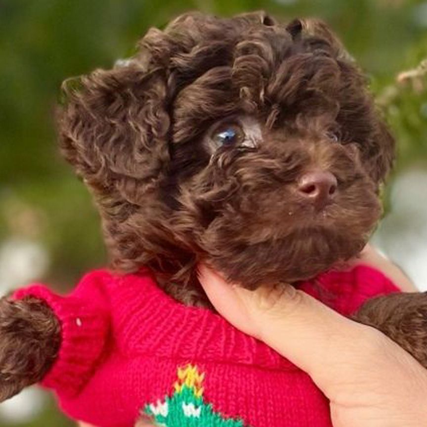 Мальтипу, щенок