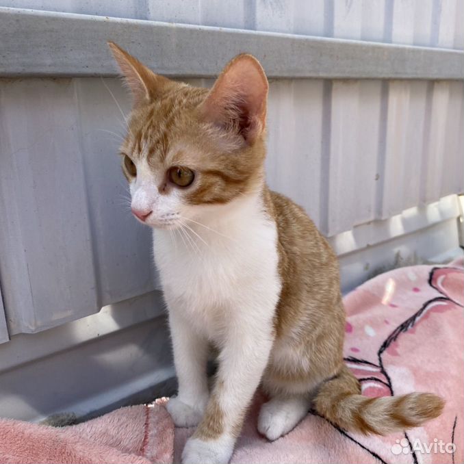 Мандариново-рыжие тигрята