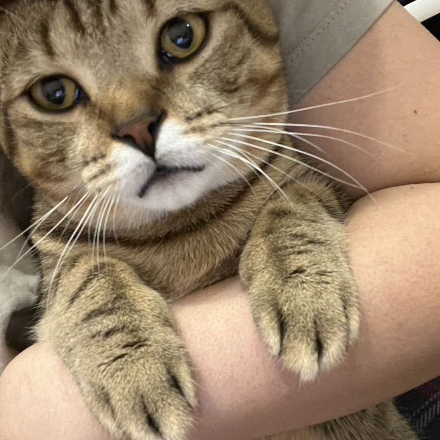 Кошка