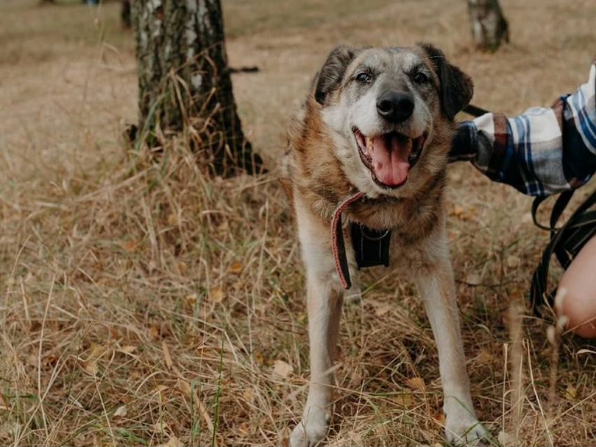 Самый добрый и ласковый пёс не может найти дом