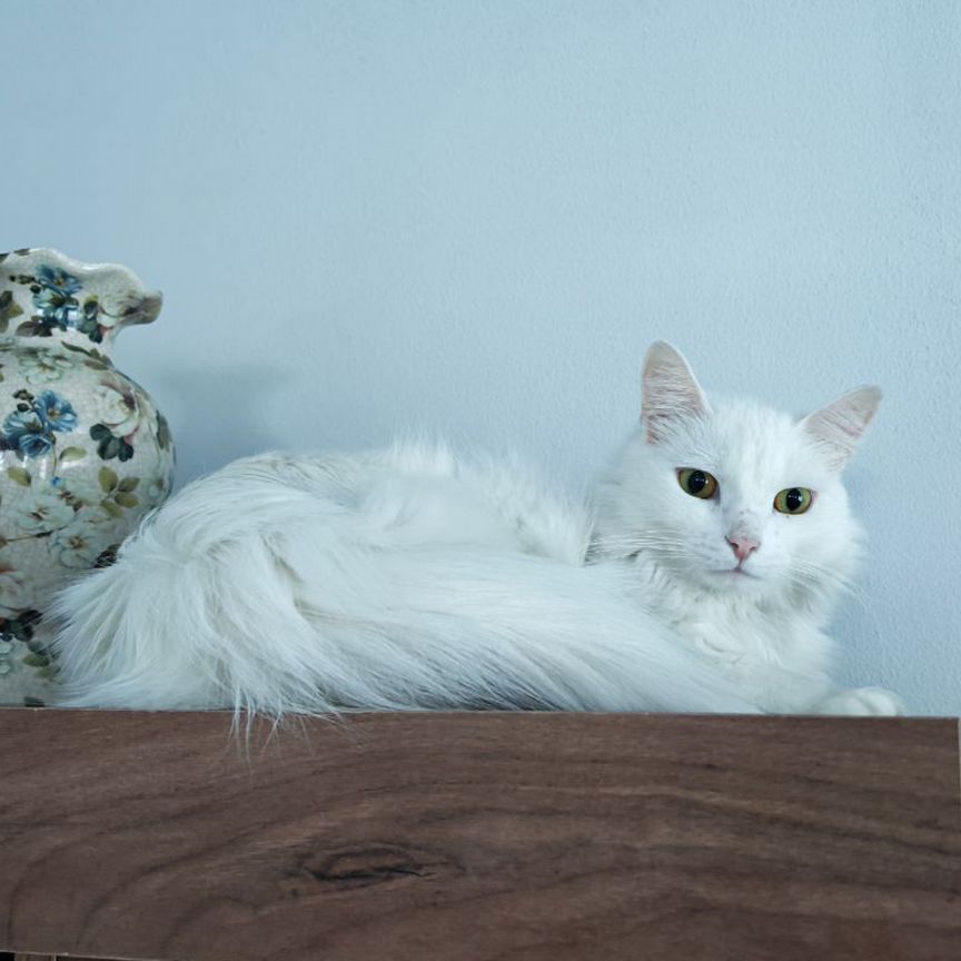 Турецкая ангора котёнок