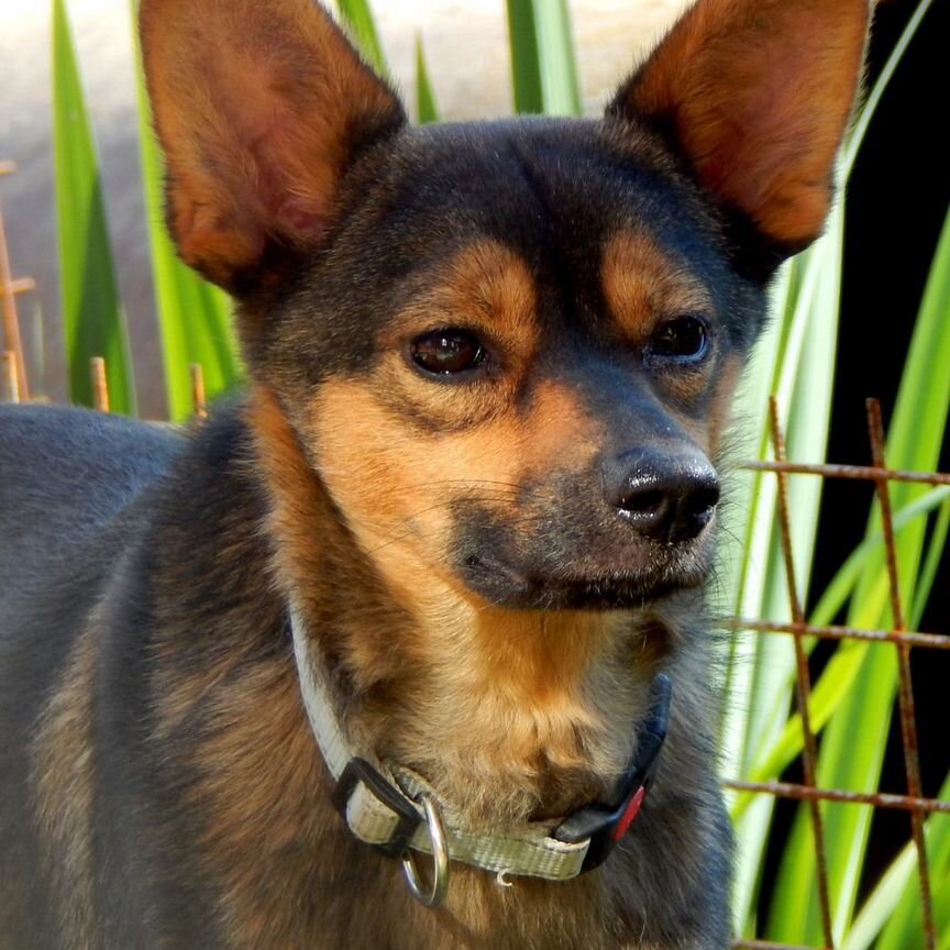 Небольшая собака в добрые руки