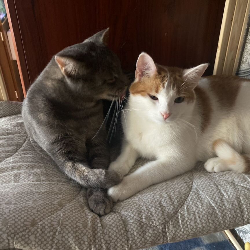 Кот и котенок в добрые руки