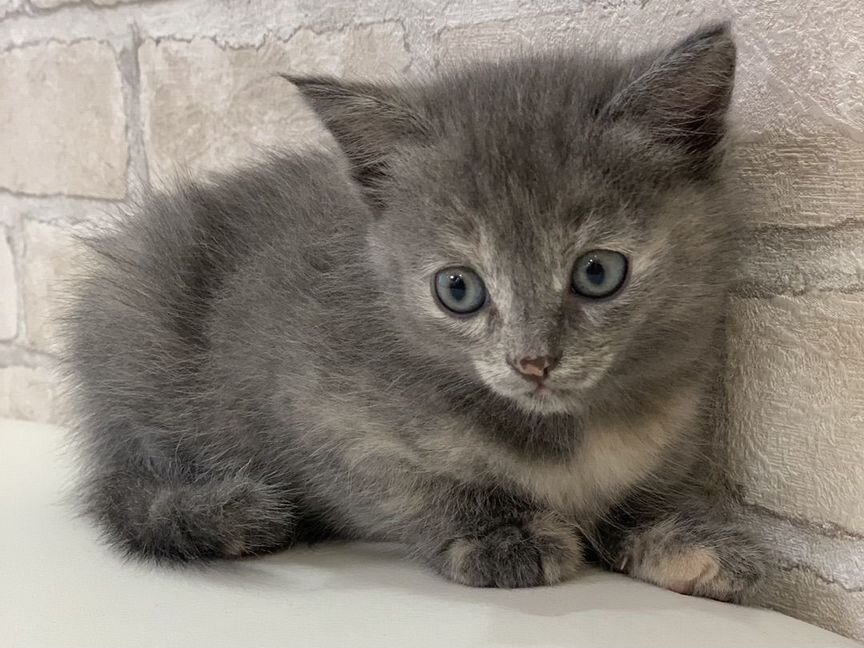 Полубританка