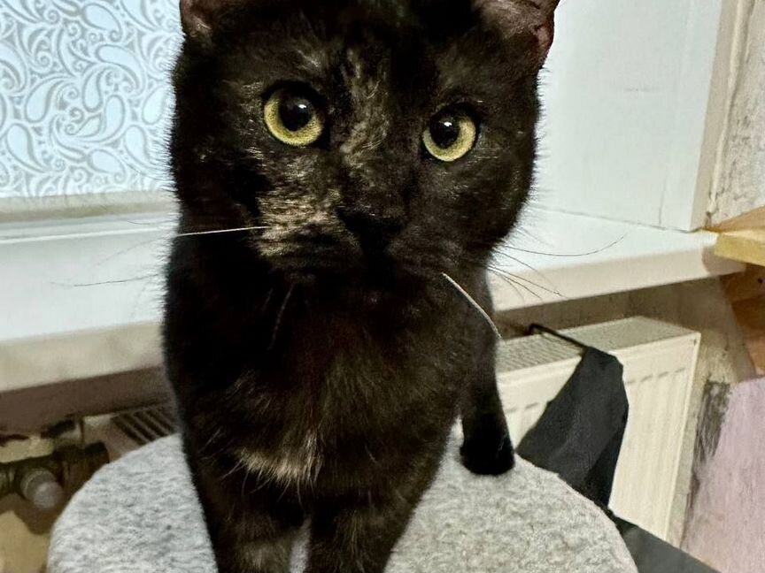 Котёнок. Кошечка чёрный дым