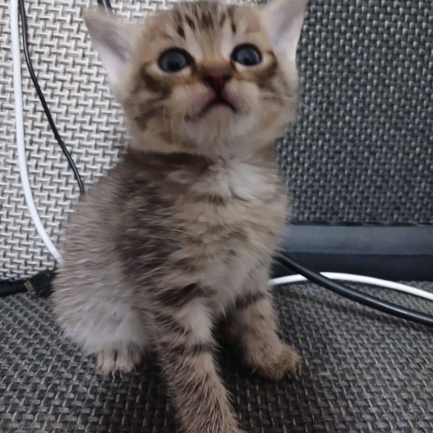 Отдам котят
