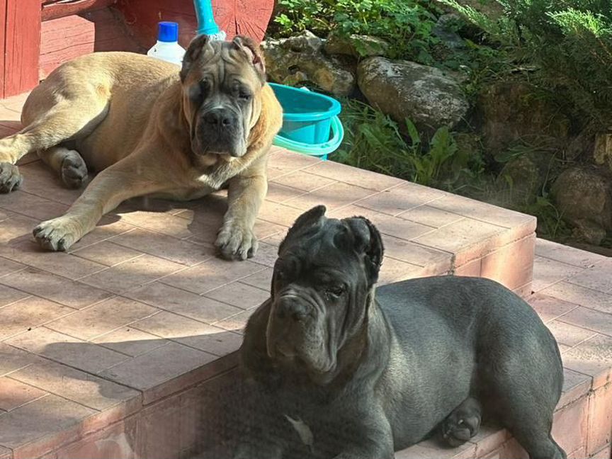 Кане корсо щенки от крупных родителей