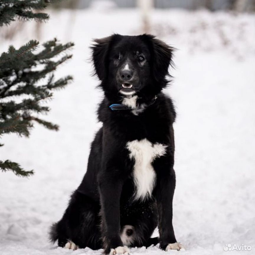Собака Бим в добрые руки бесплатно