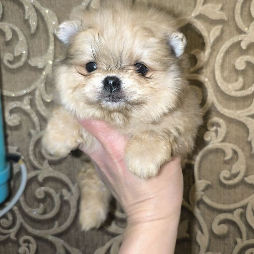 Померанский шпиц, щенок