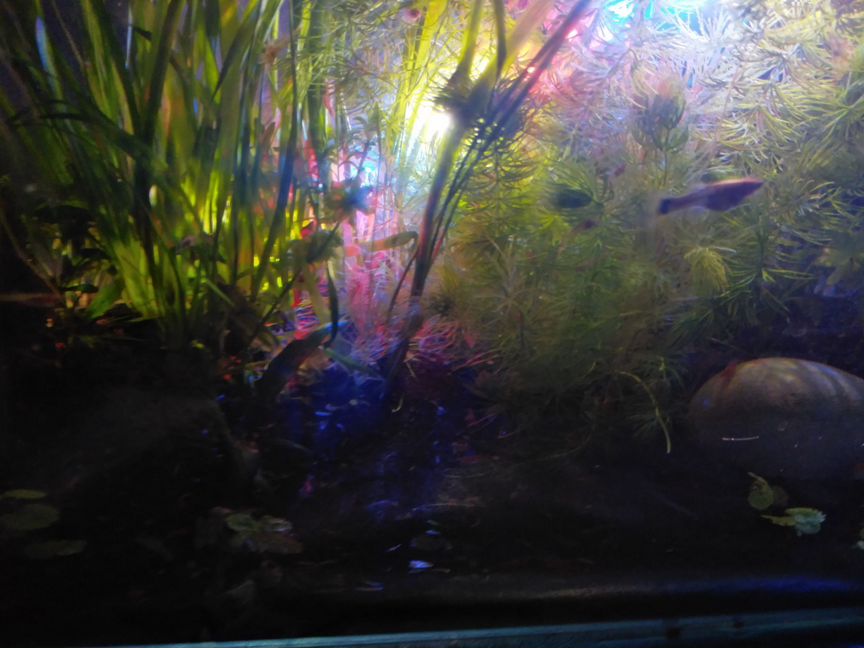 Креветки и Растение аквариумное