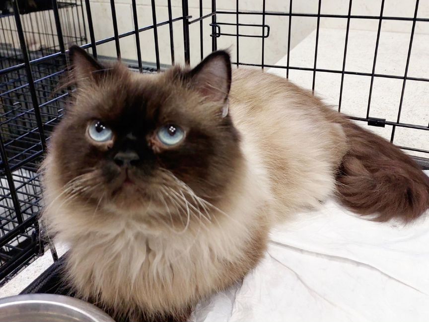 Красивый котик Джастин в добрые руки