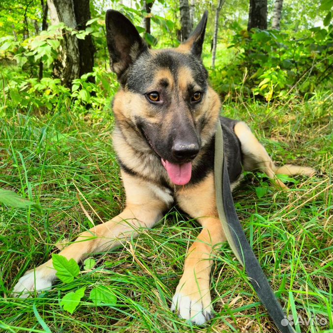 Овчаристый мальчишка из приют ждёт своего человека