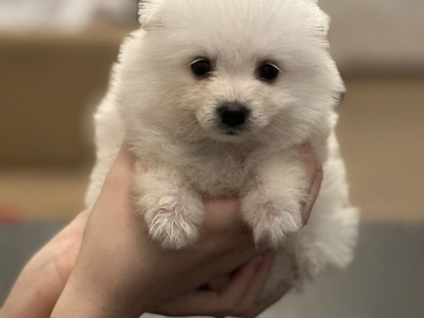 Японский шпиц из питомника РКФ