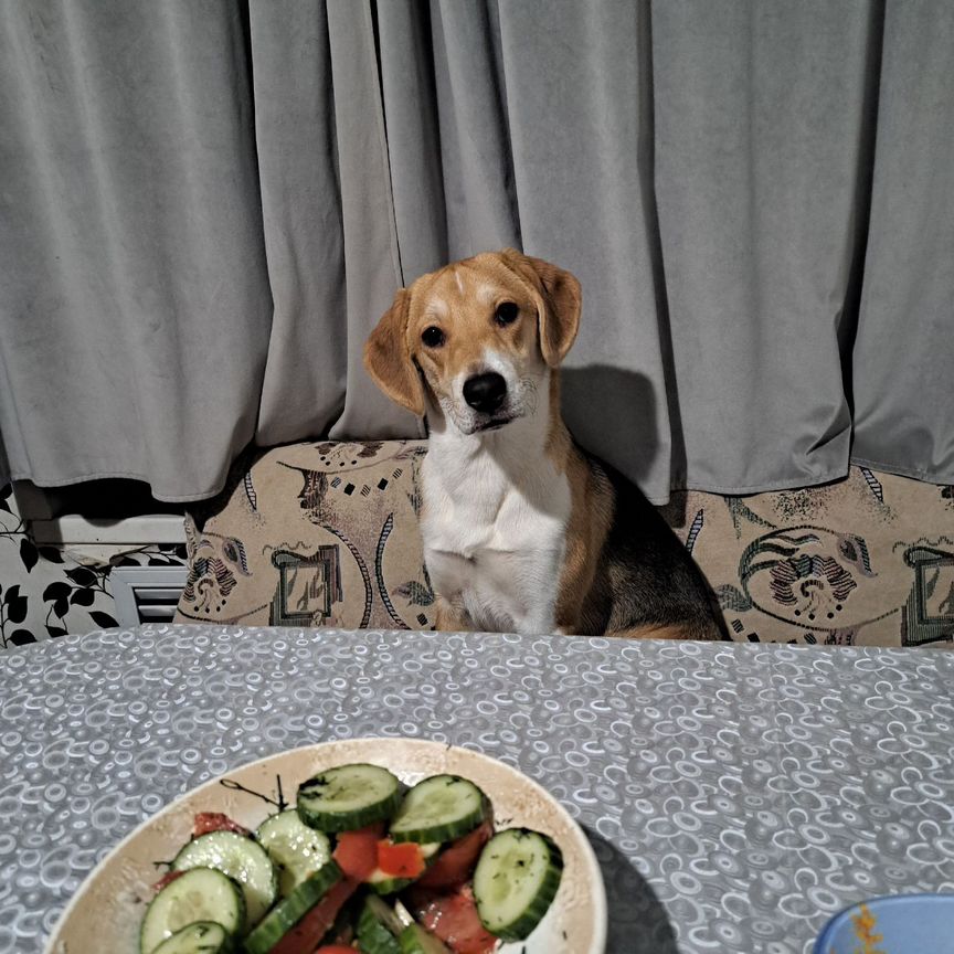 Бигль, щенок