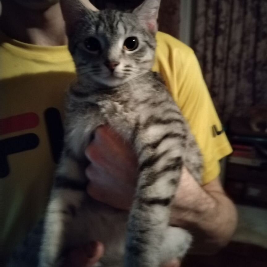 Кот в добрые руки