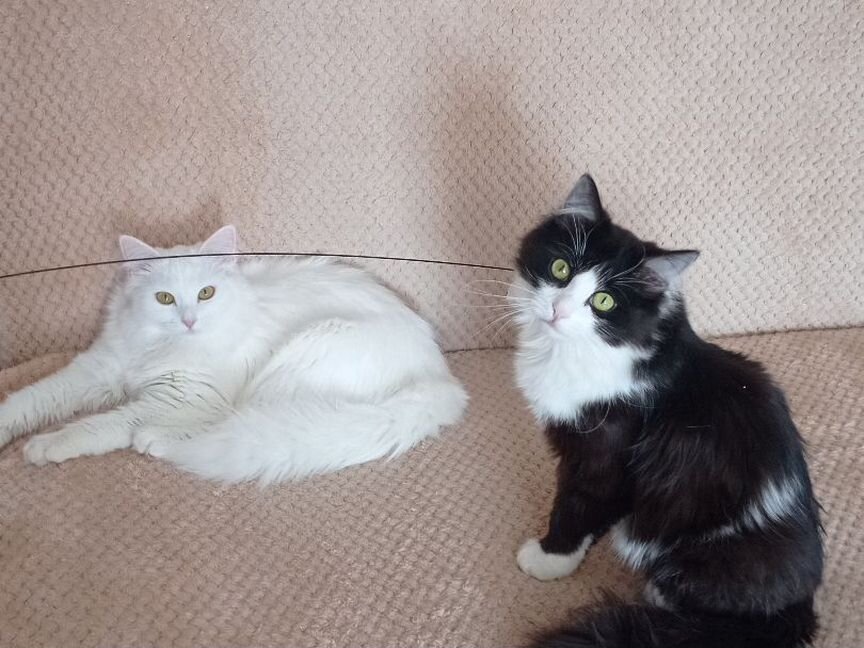 Кошка
