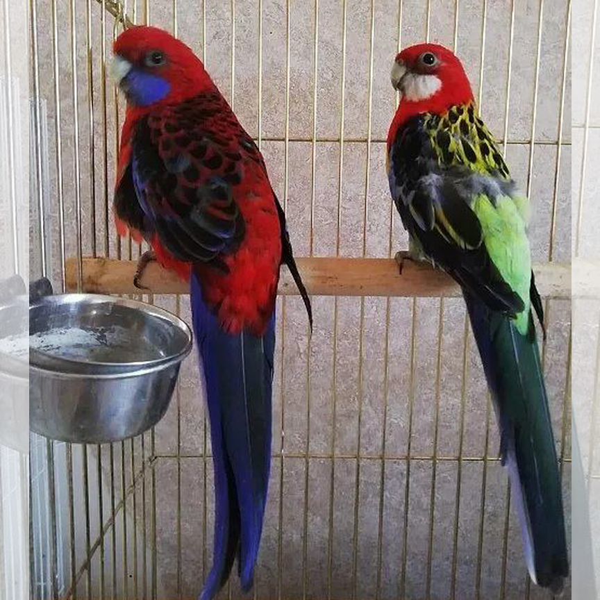 Попугаи оптом и в розницу