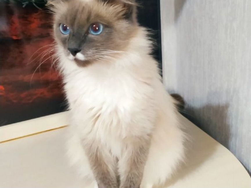 Отдам котика Мирона