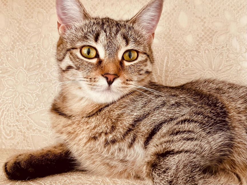 Европейская красавица и умница