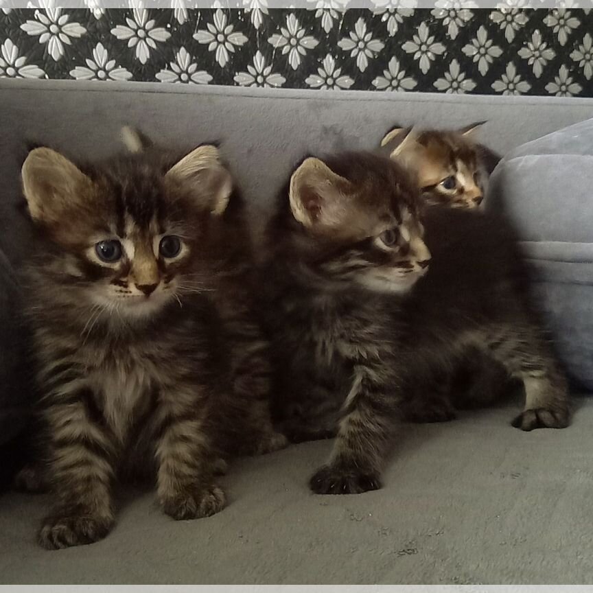 Мейн-кун котёнок