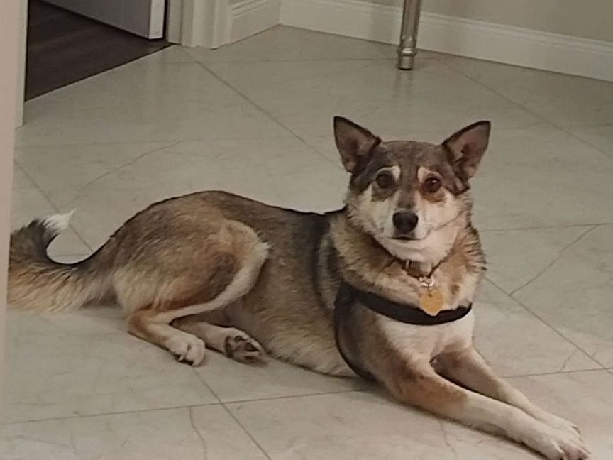 Собака-друг человека Идеальная