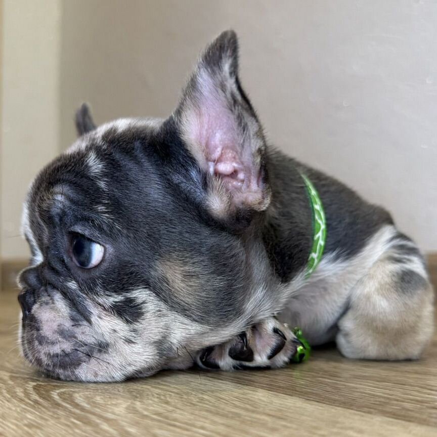 Французский бульдог, щенок