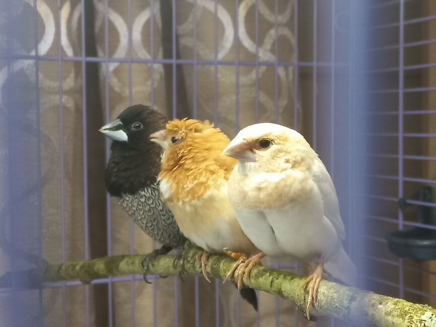 Японские амадины
