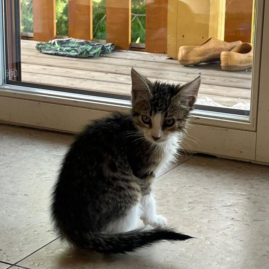 Котенок в добрые руки