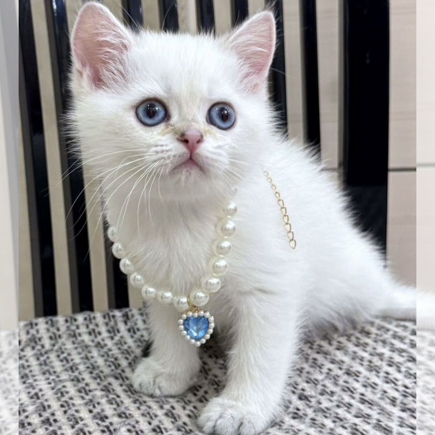 Британский короткошёрстный котёнок