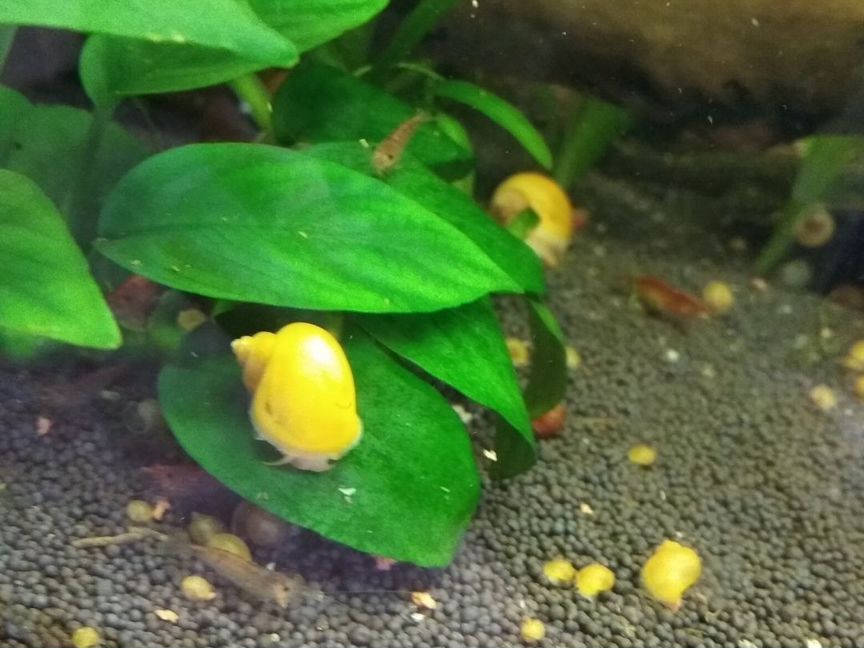 Аквариумные улитки, рыбки