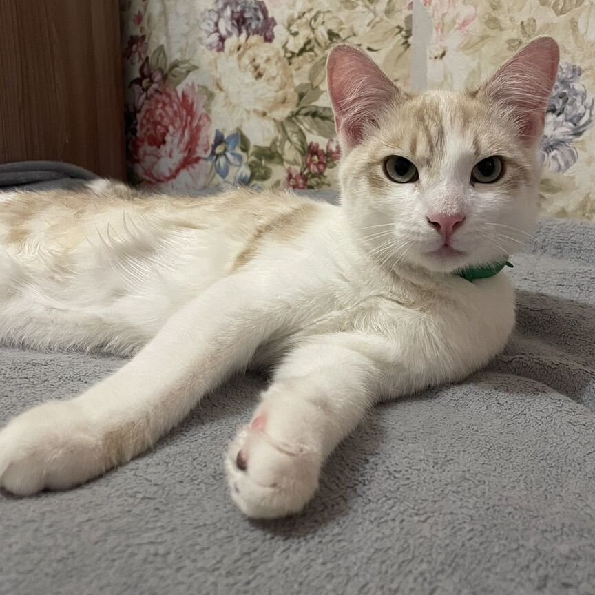 Котенок 6 месяцев(мальчик)