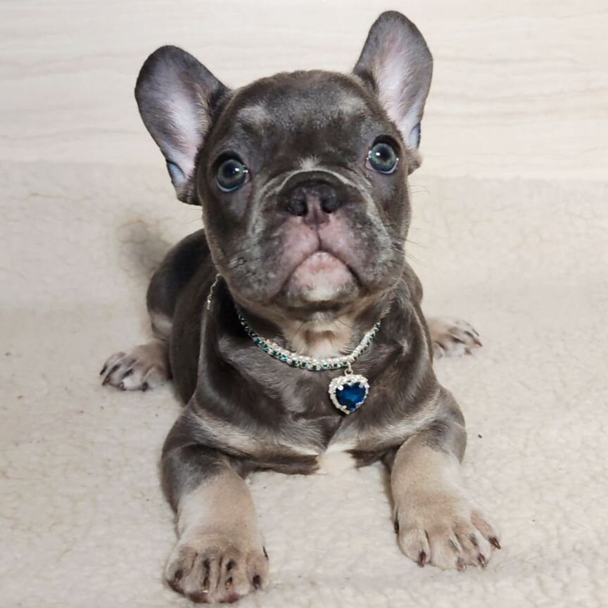 Французский бульдог, щенок