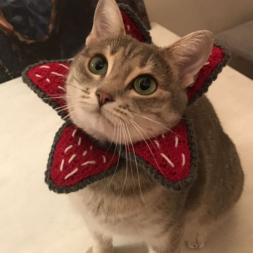 Одежда для собак и кошек