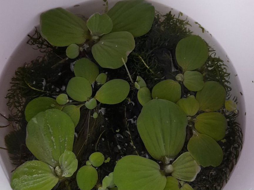 Аквариумные растения прополка