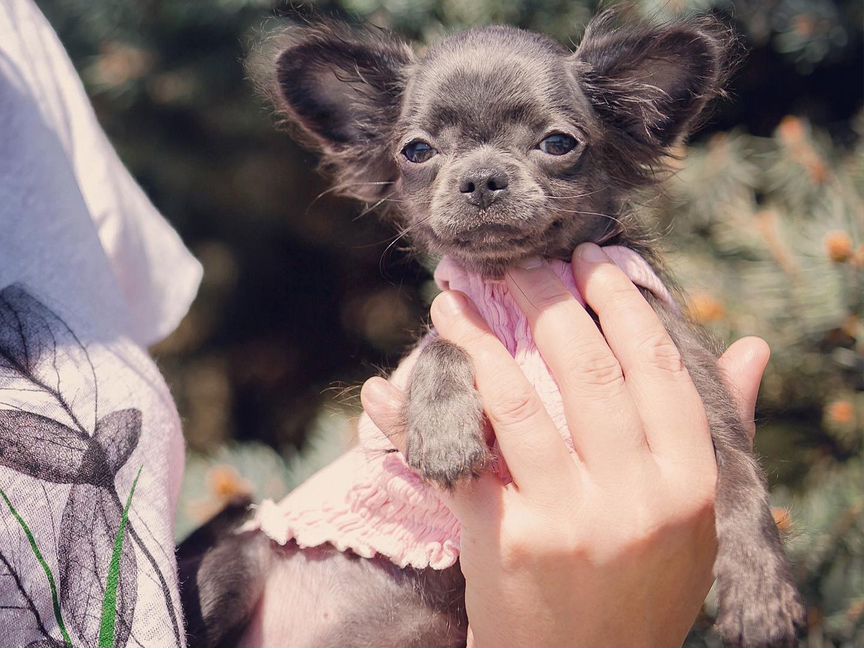 Чихуахуа щенок девочка