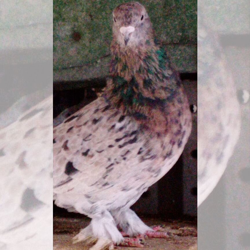 Голубь 2024 года