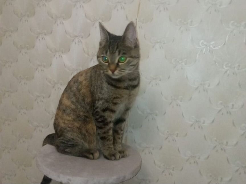 Бенгальская кошечка