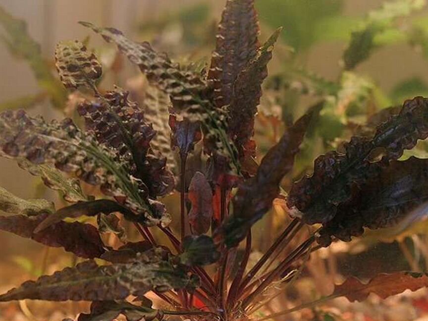 Криптокарина вендта