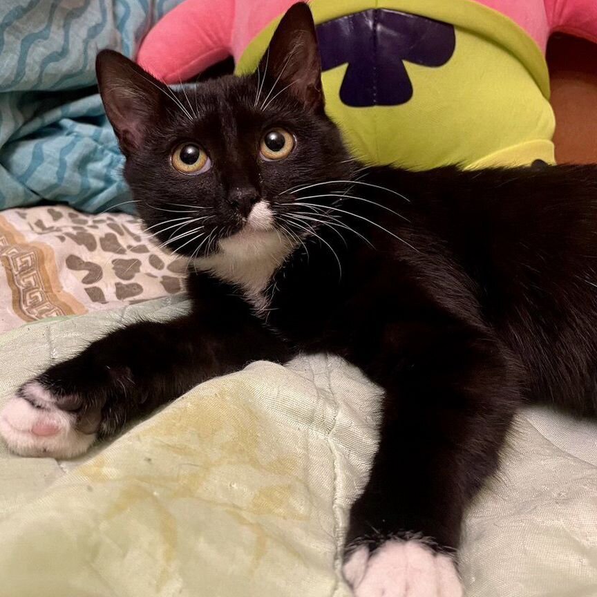 Котёнок в добрые руки